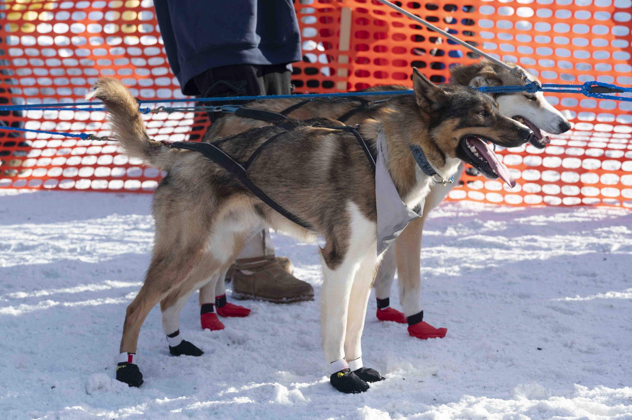 GNSS Jamming Spills Over into Europe’s Longest Sled Dog Race - Inside ...